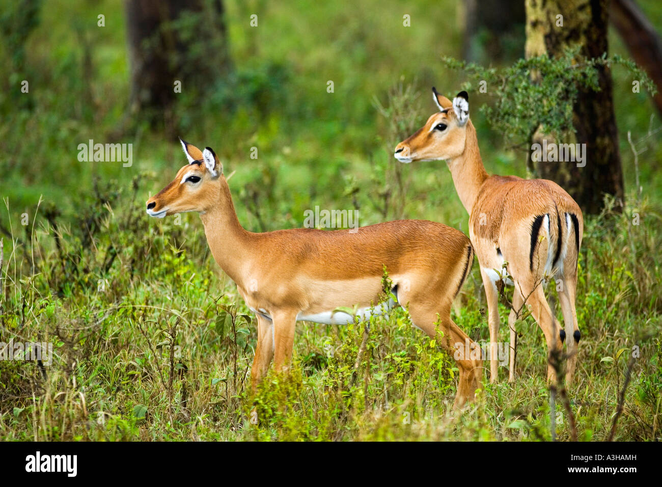 Melampus hi-res stock photography and images - Alamy