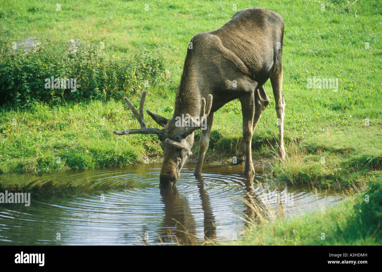 elk drinking water from a small pond in the South of Sweden Stock Photo ...