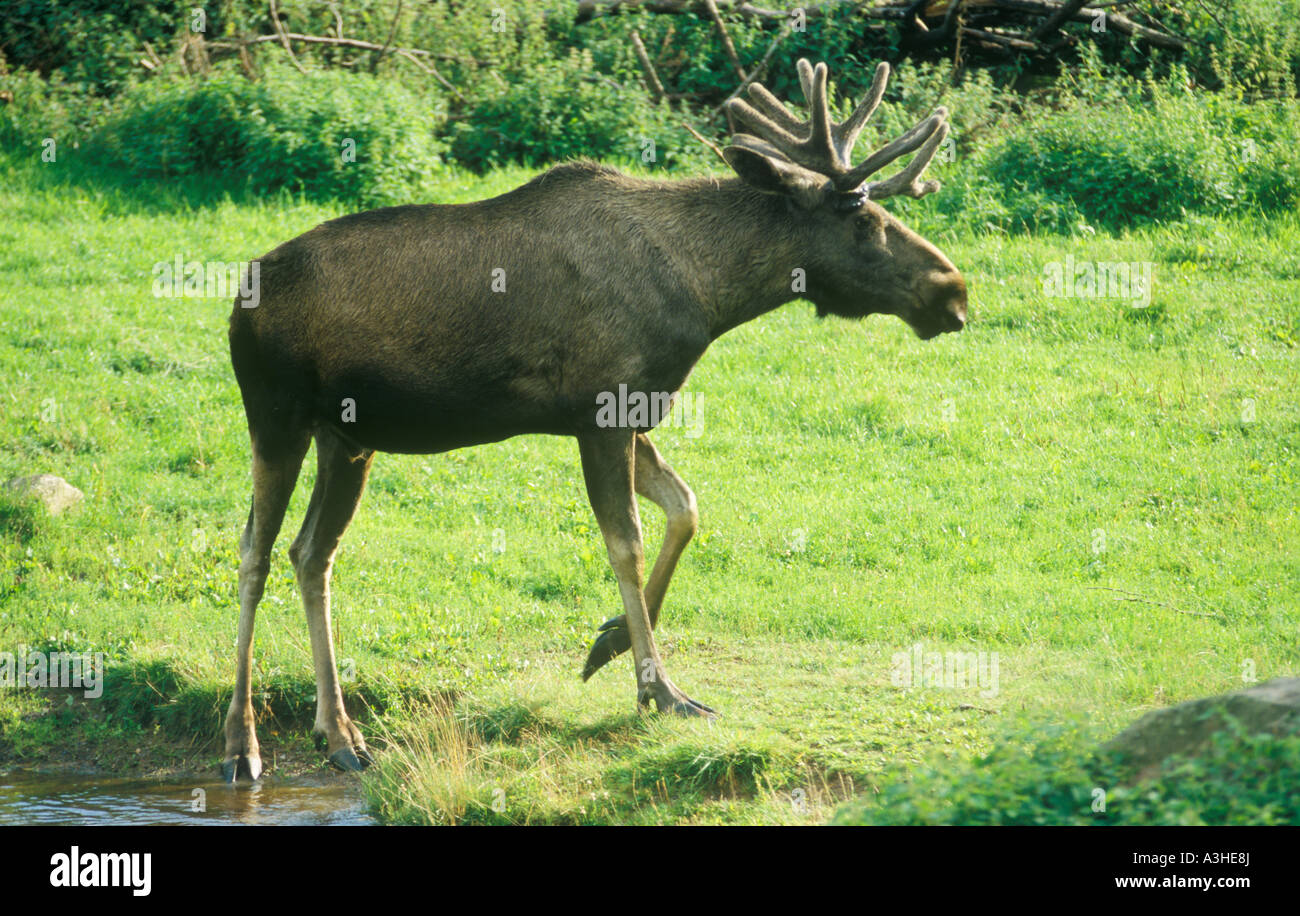 elk in the South of Sweden Stock Photo - Alamy