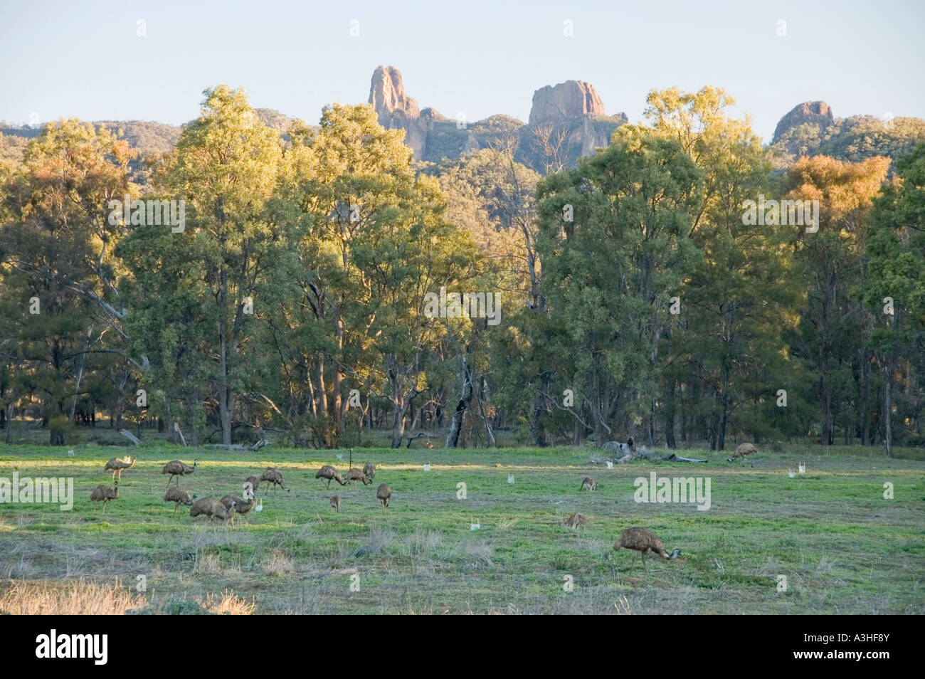 Emus and kangaroos grazing the Warrumbungles in the distance NSW ...