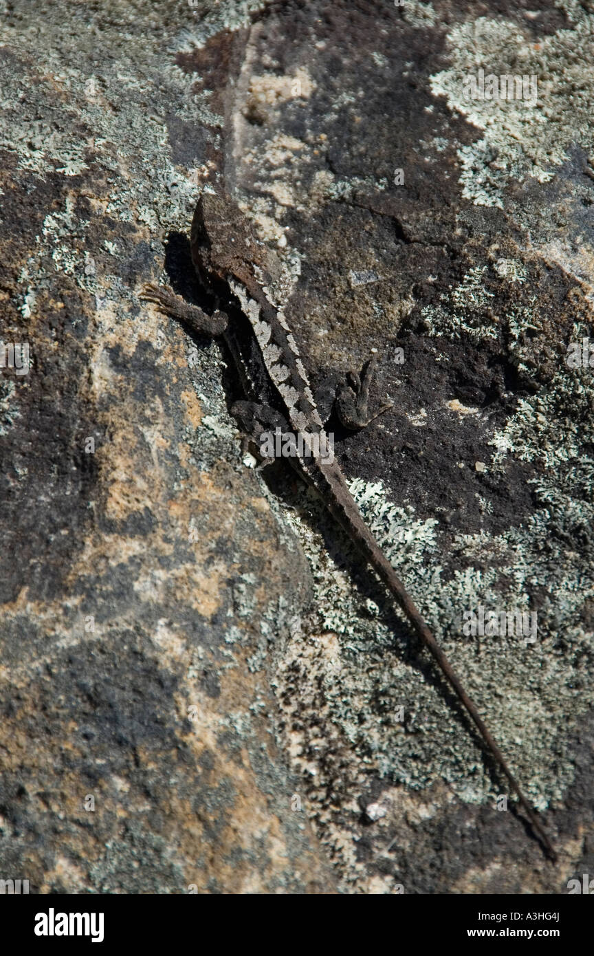 Dragon amphibolurus norrisi seen in the Blue Mountain National Park NSW ...