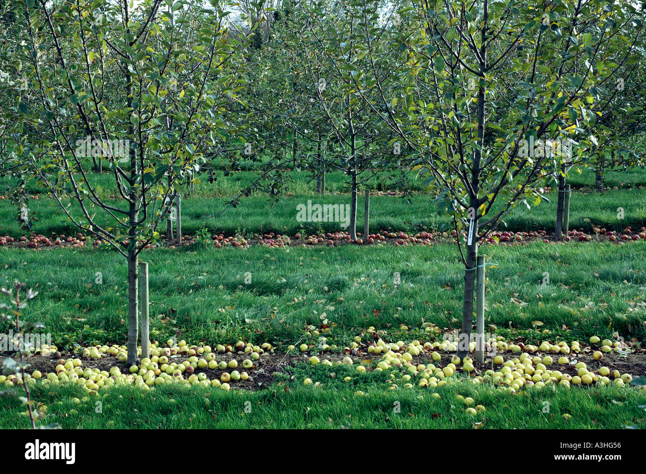 Much Marcle Apple Trees Much Marcle Herefordshire England Stock Photo ...