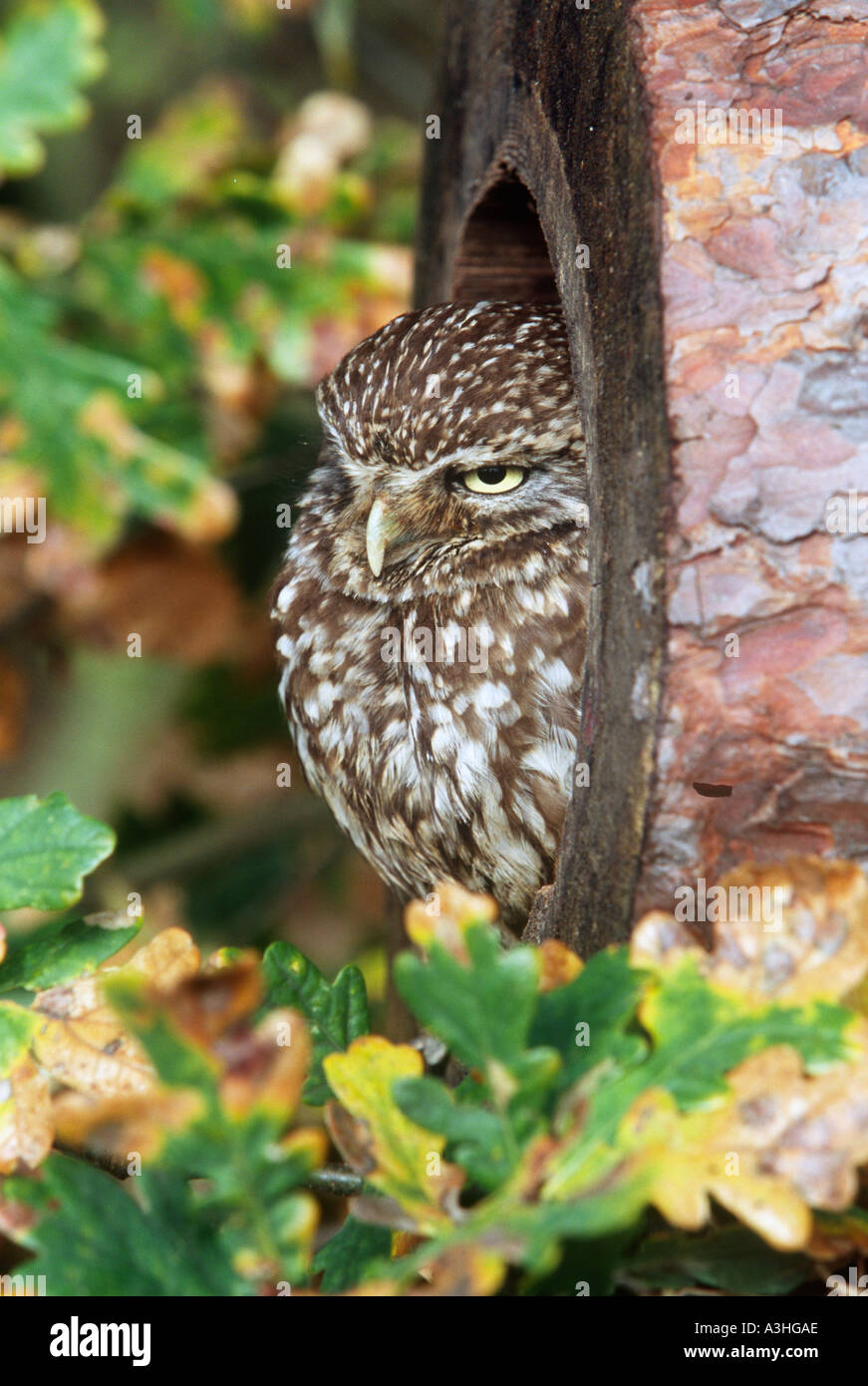 Little Owl Birds Natural World Wales Stock Photo - Alamy