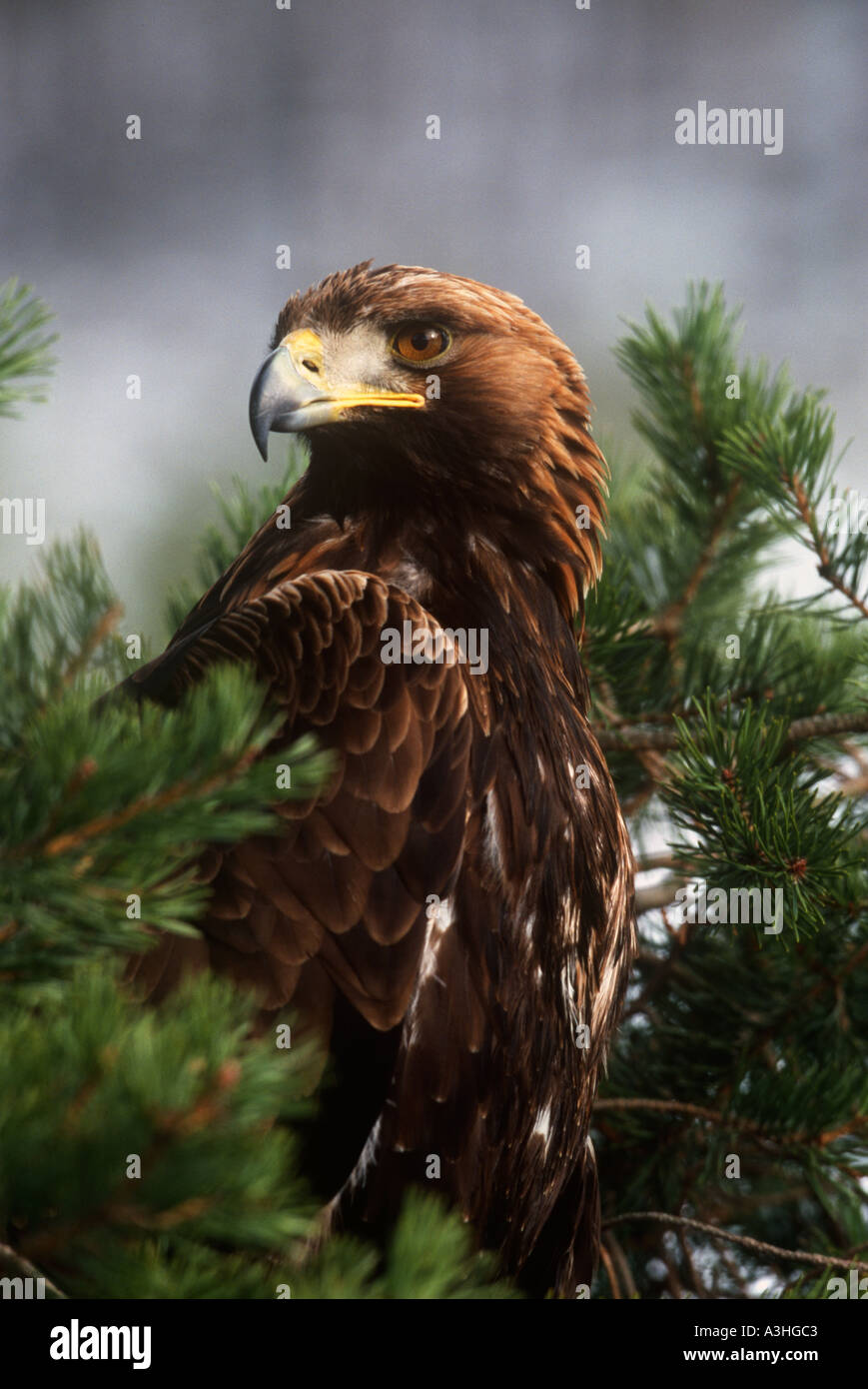 Golden eagle uk tree hi-res stock photography and images - Alamy