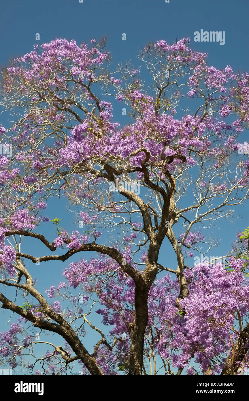 Jacaranda Acutifolia Stock Photos & Jacaranda Acutifolia Stock Images ...