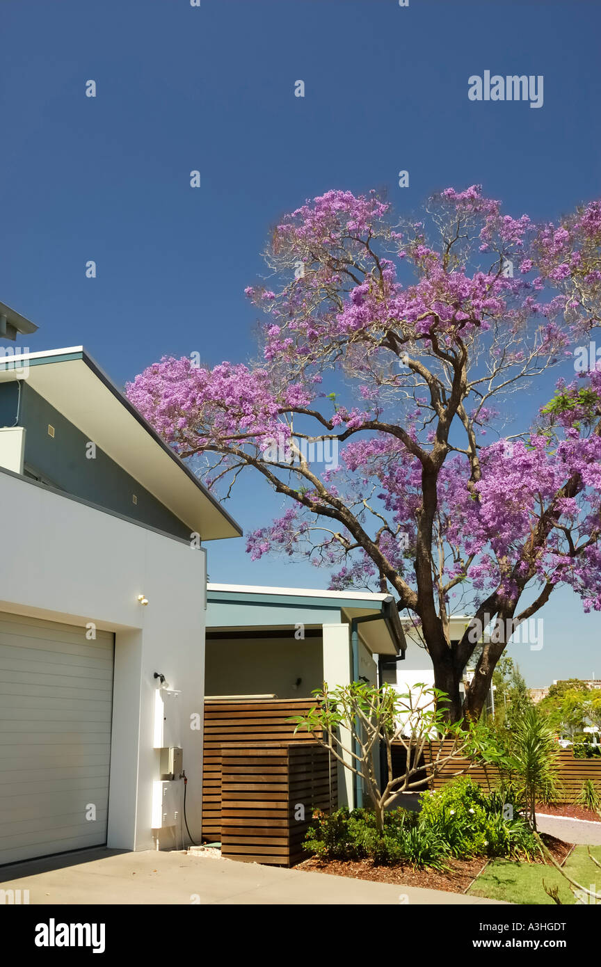 Jacaranda tree queensland hi-res stock photography and images - Alamy