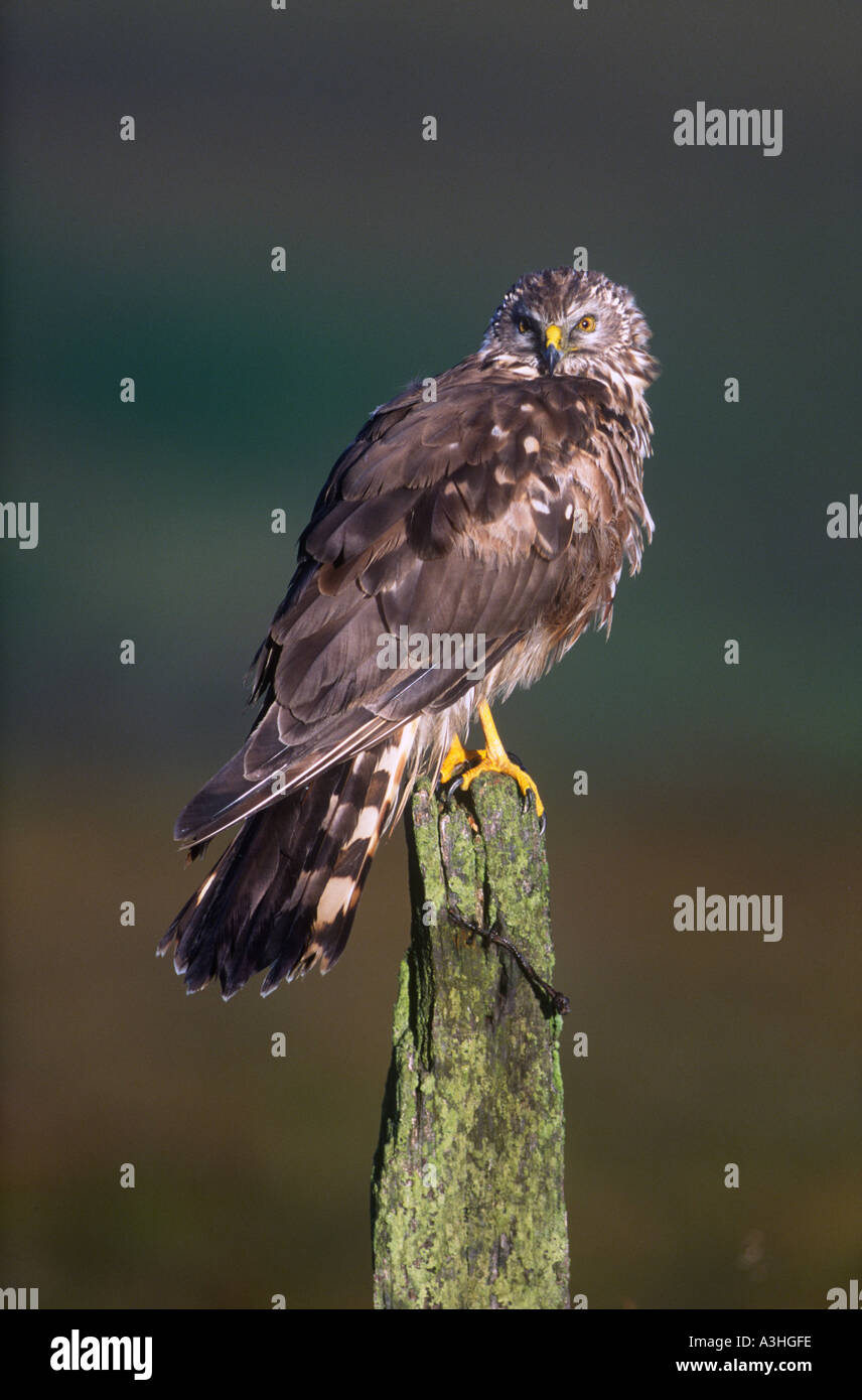 Female Hen Harrier Birds Natural World Wales Stock Photo - Alamy