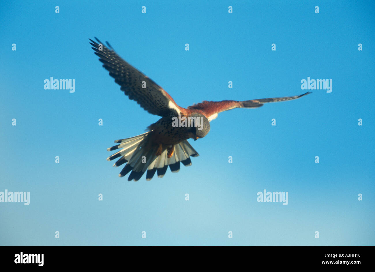 Male Kestrel in Flight Birds Natural World Wales Stock Photo - Alamy