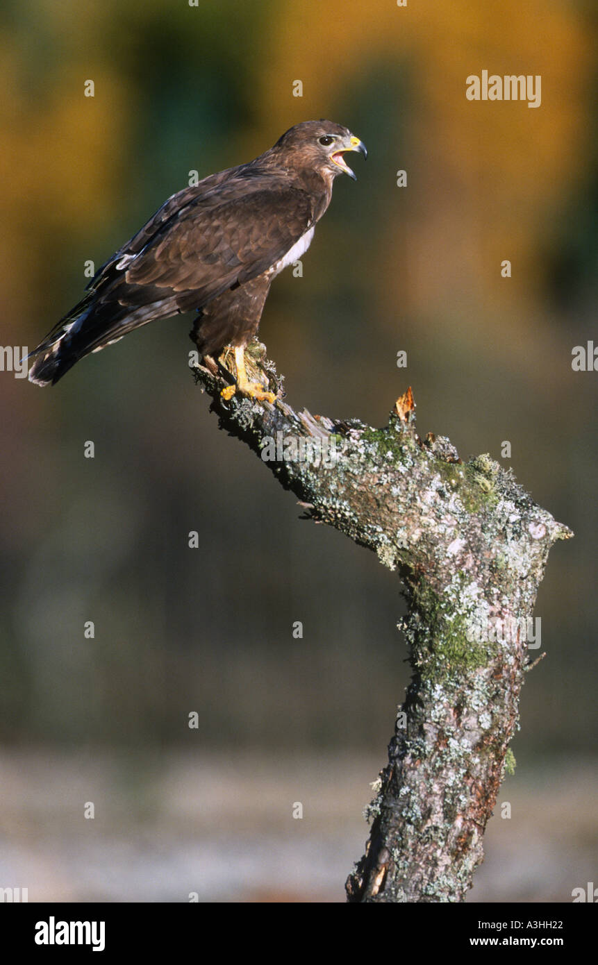 Buzzards wales hi-res stock photography and images - Alamy