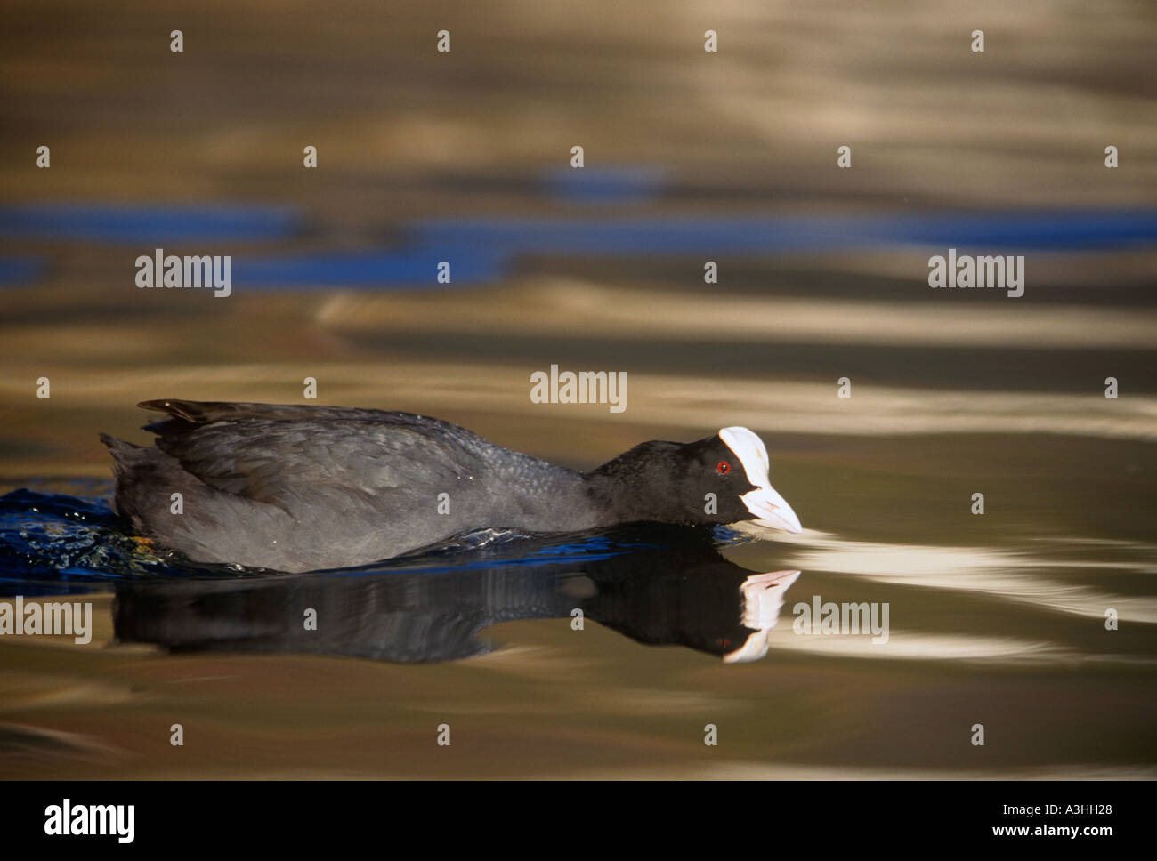 Coot Displaying Birds Natural World Wales Stock Photo - Alamy