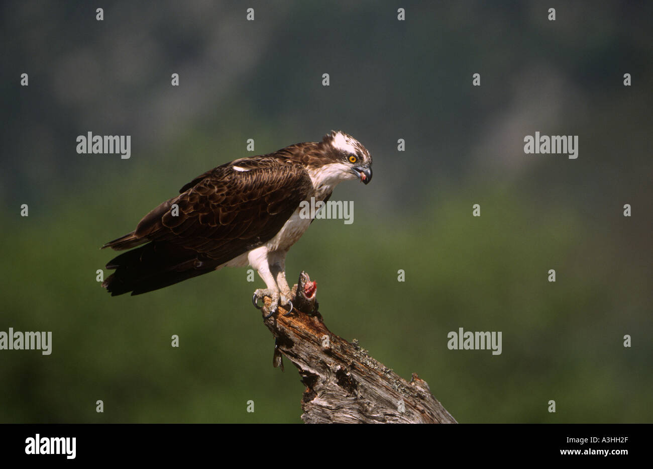 Welsh birds of prey hi-res stock photography and images - Alamy