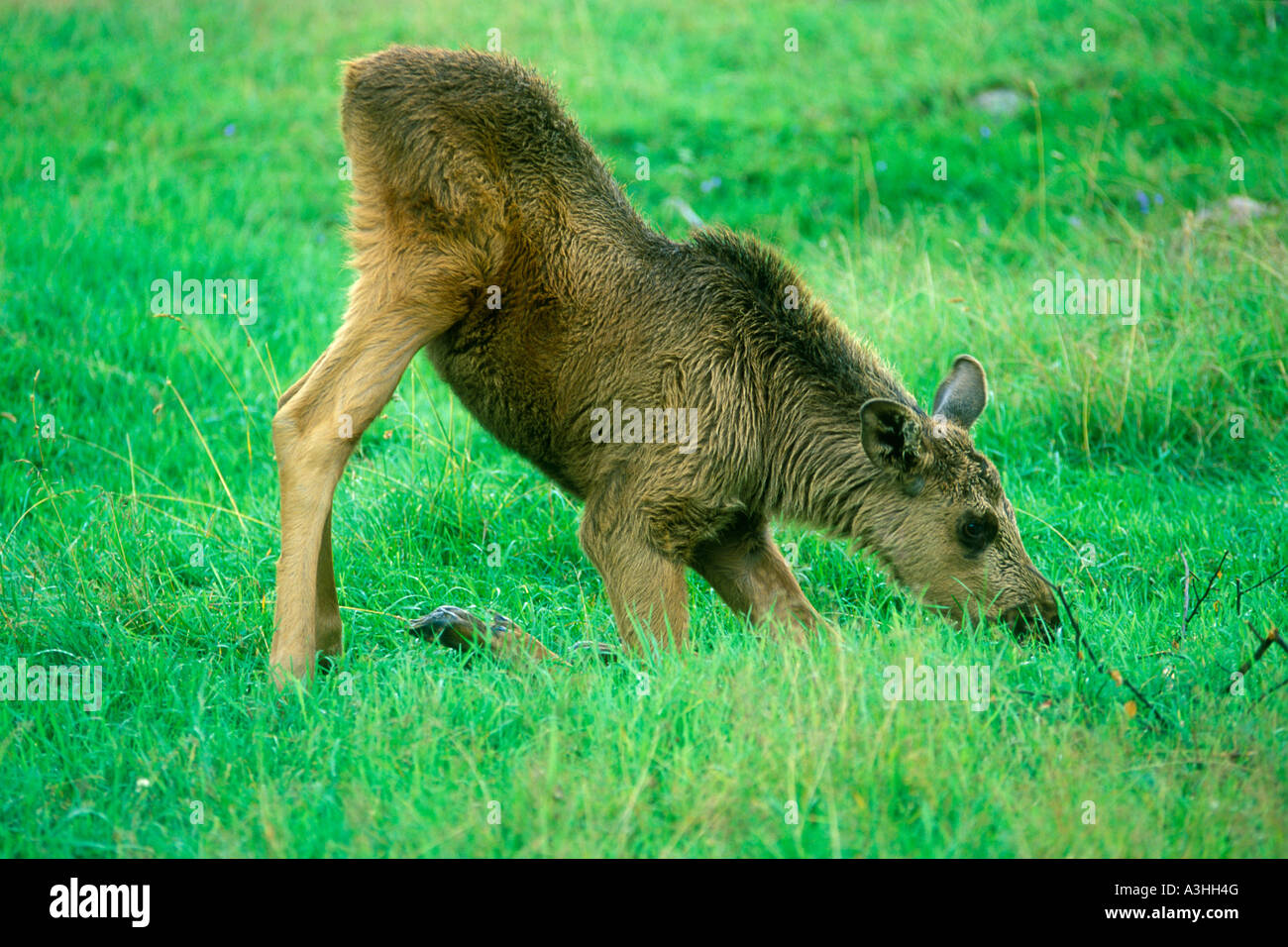Young elk in the wilderness hi-res stock photography and images - Alamy