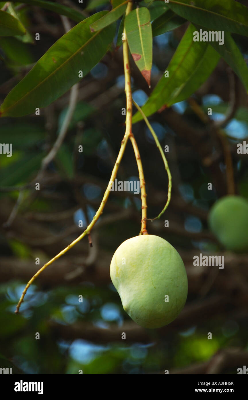 Mango tree australia hi-res stock photography and images - Alamy