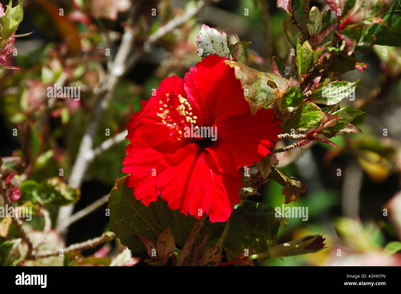 Red hibiscus flower Darwin Norhtern Territory Australia Stock Photo - Alamy