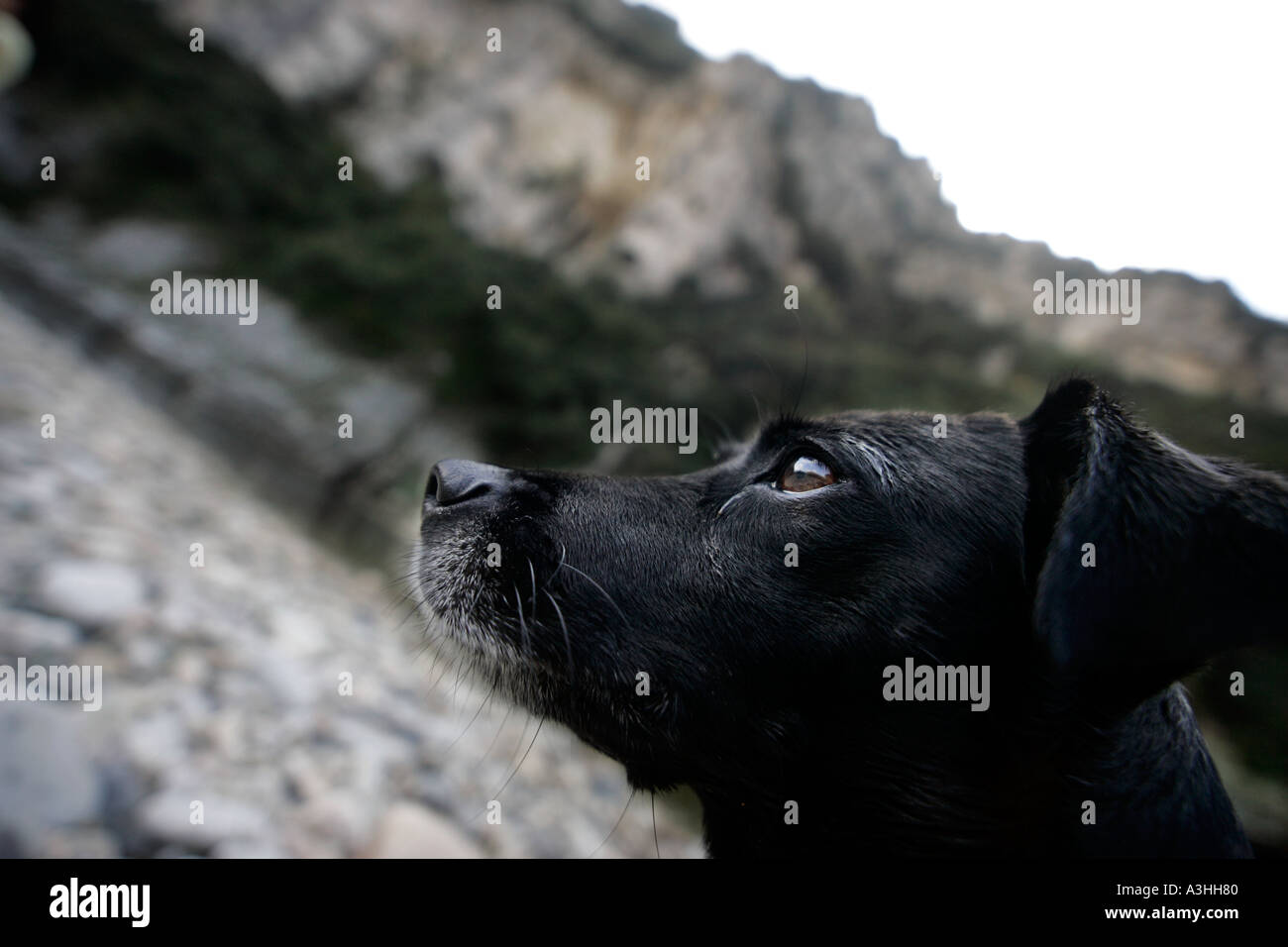 dog lina watching the river of ardeche france Stock Photo - Alamy