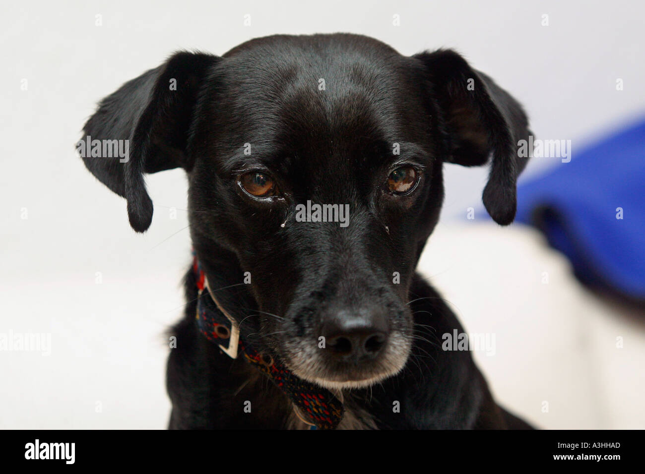 black mix dog Lina closeup face Stock Photo - Alamy