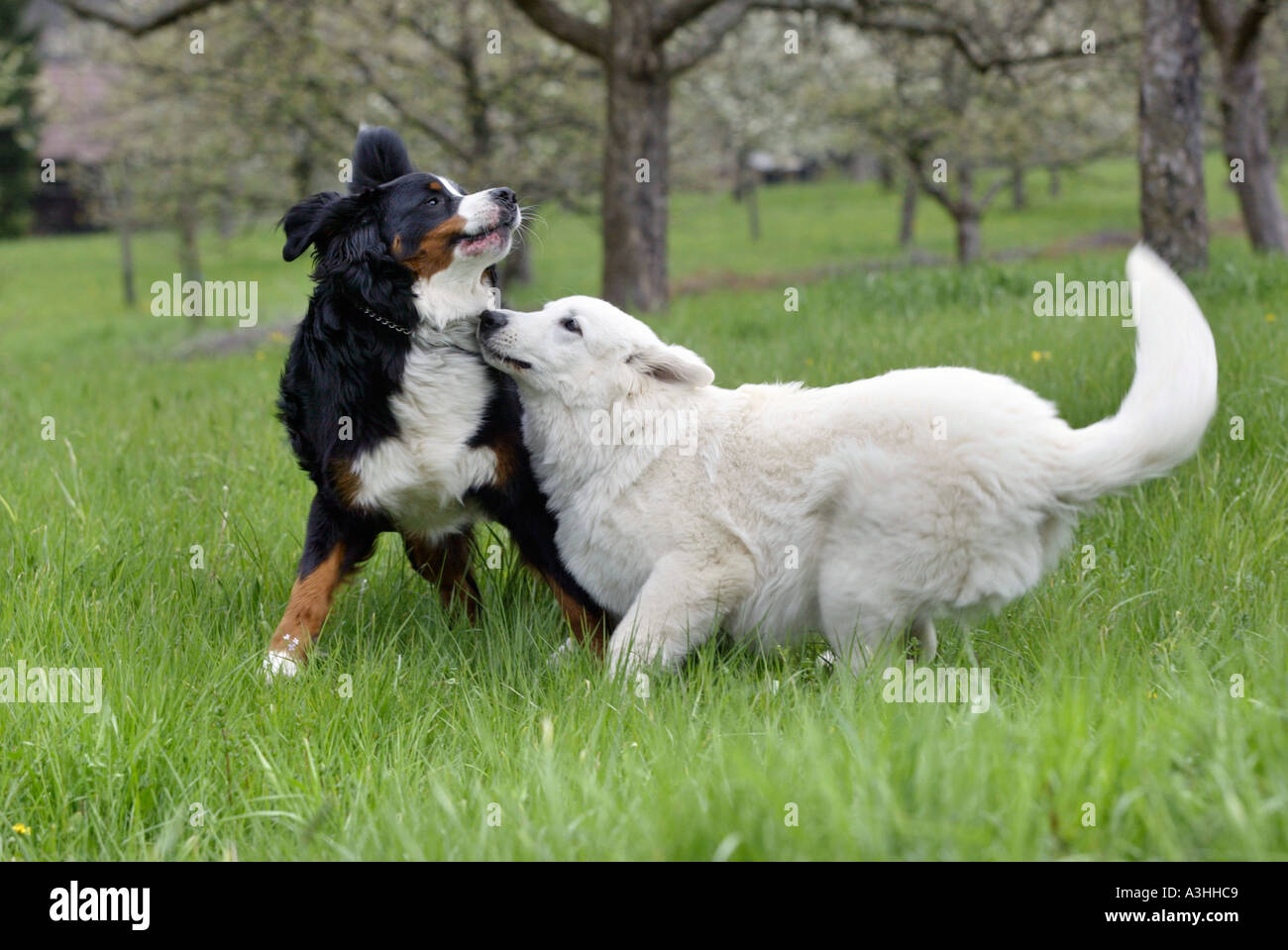 two dogs playing in the grass Stock Photo - Alamy