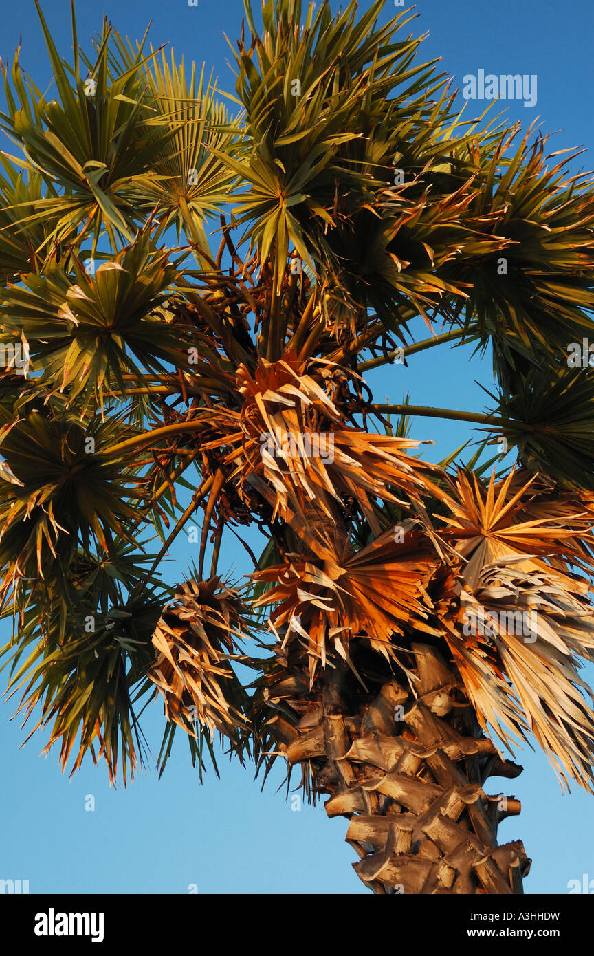 Palm tree Darwin Northern Territory Australia Stock Photo - Alamy