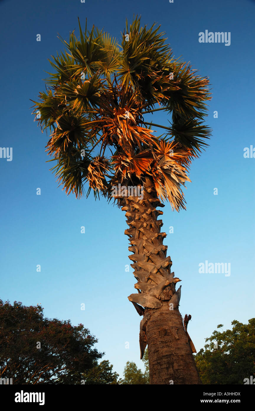 Palm tree Darwin Northern Territory Australia Stock Photo - Alamy