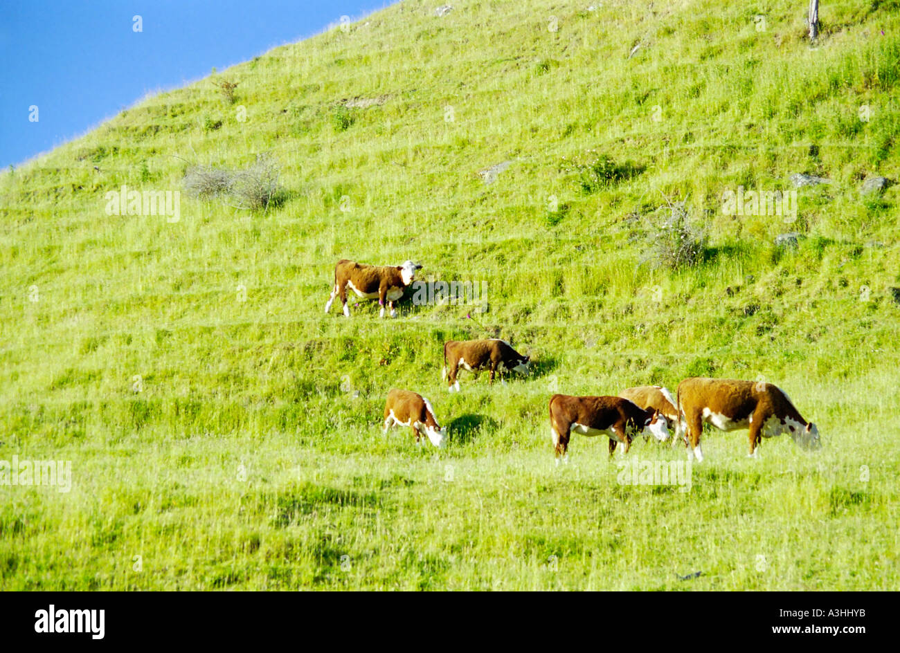 Brown cows grazing on a hillside above Akaroa Stock Photo - Alamy
