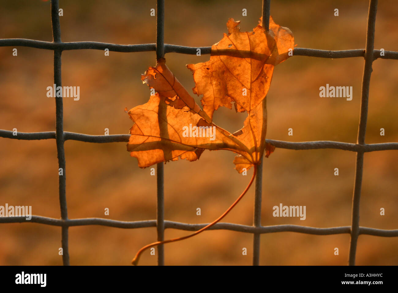 abstract, autumn, fall, leaf, leaves, fence, wire, torn, tear, blow ...