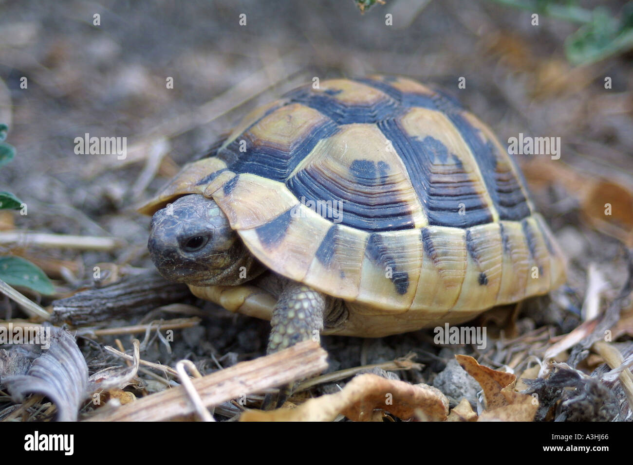 turtle at western peloponissos in greece Stock Photo - Alamy