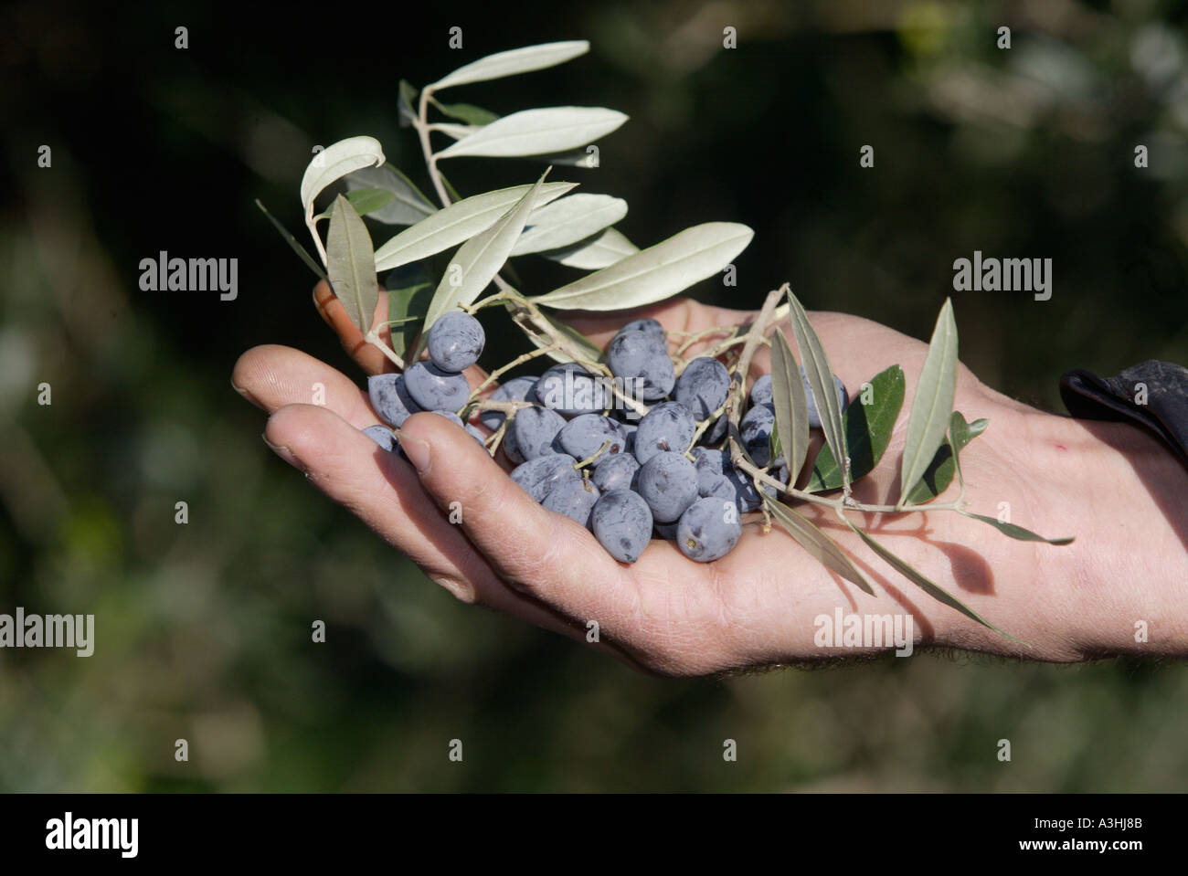 production of olive oil in greece Stock Photo - Alamy
