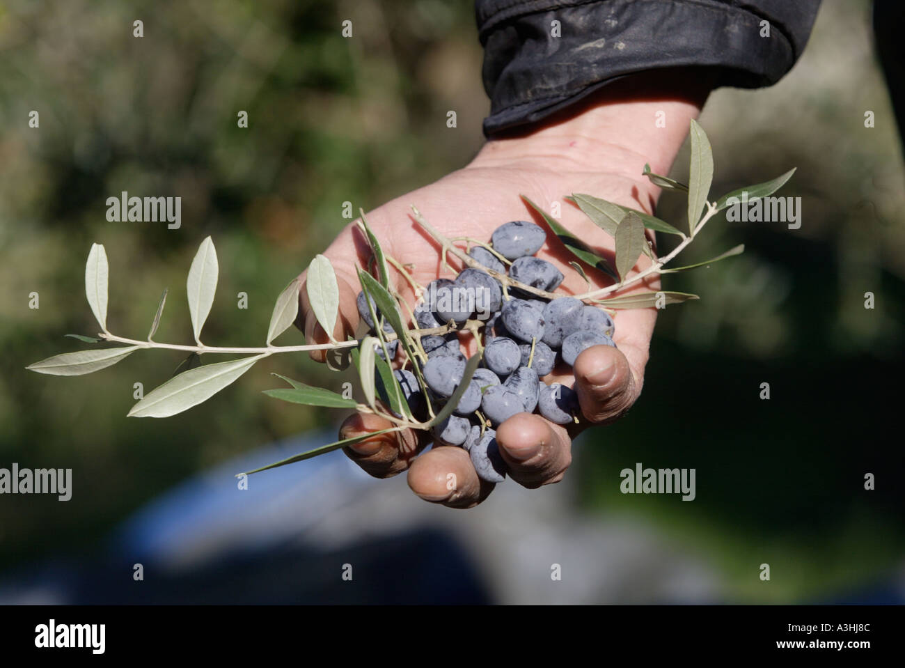 production of olive oil in greece Stock Photo - Alamy