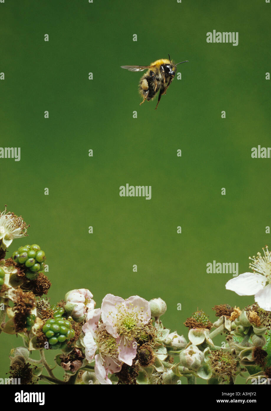 Bumblebee airborne hi-res stock photography and images - Alamy