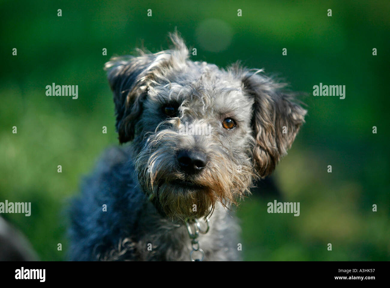 dog bobby outside Stock Photo - Alamy