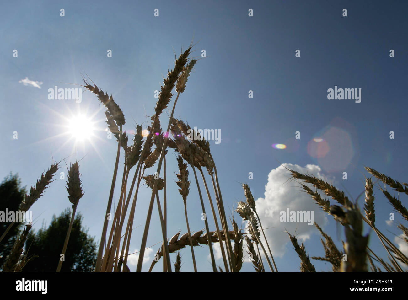 corn crops on an field near stuttgart in germany Stock Photo - Alamy