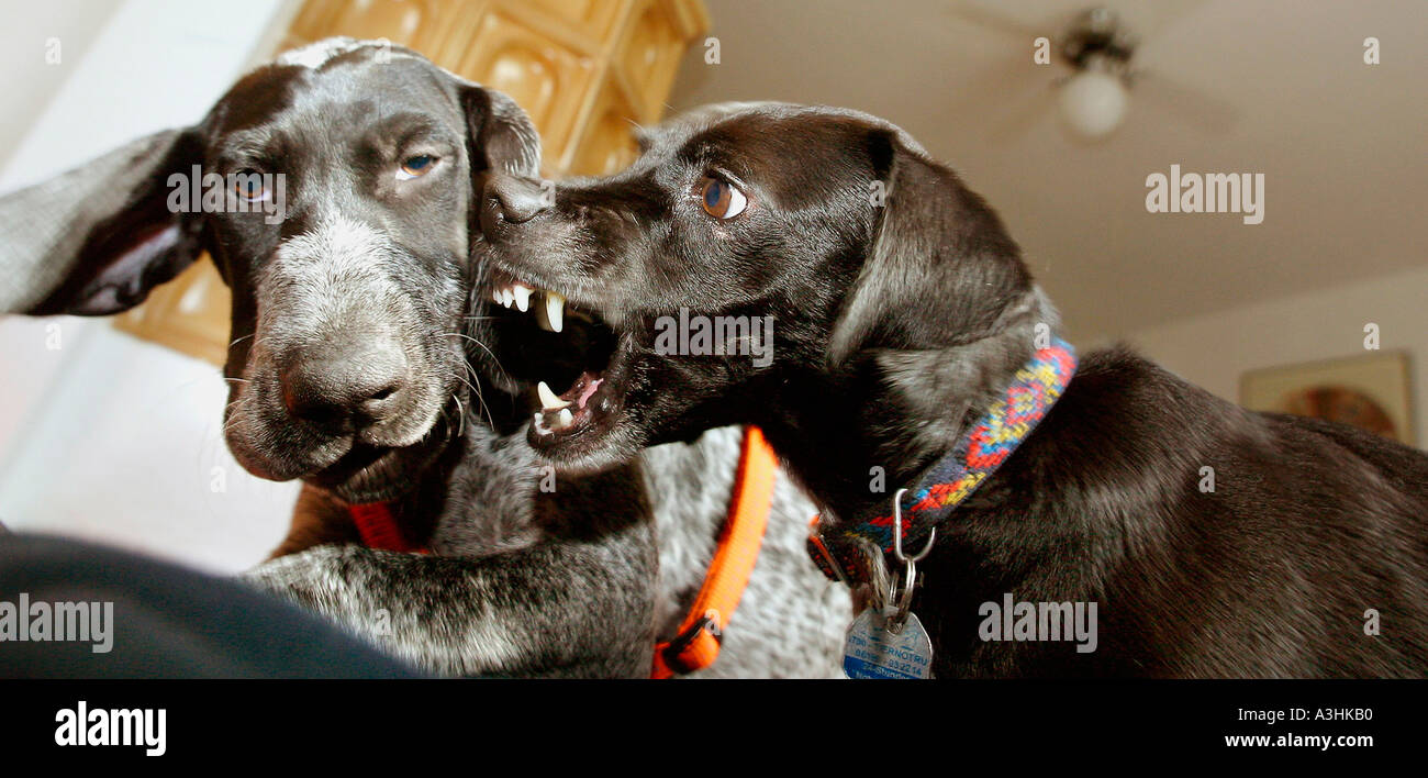 the two dogs lucky and lina playing and fighting Stock Photo - Alamy