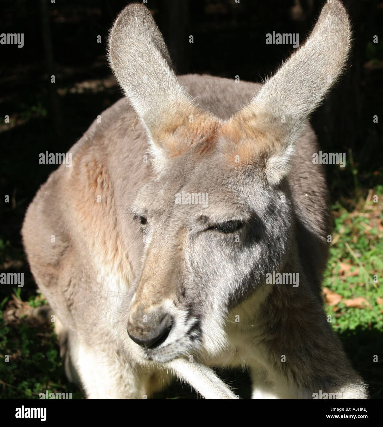 Ade 636 Australia,Red Kangaroo,female (Macropus rufus Stock Photo - Alamy