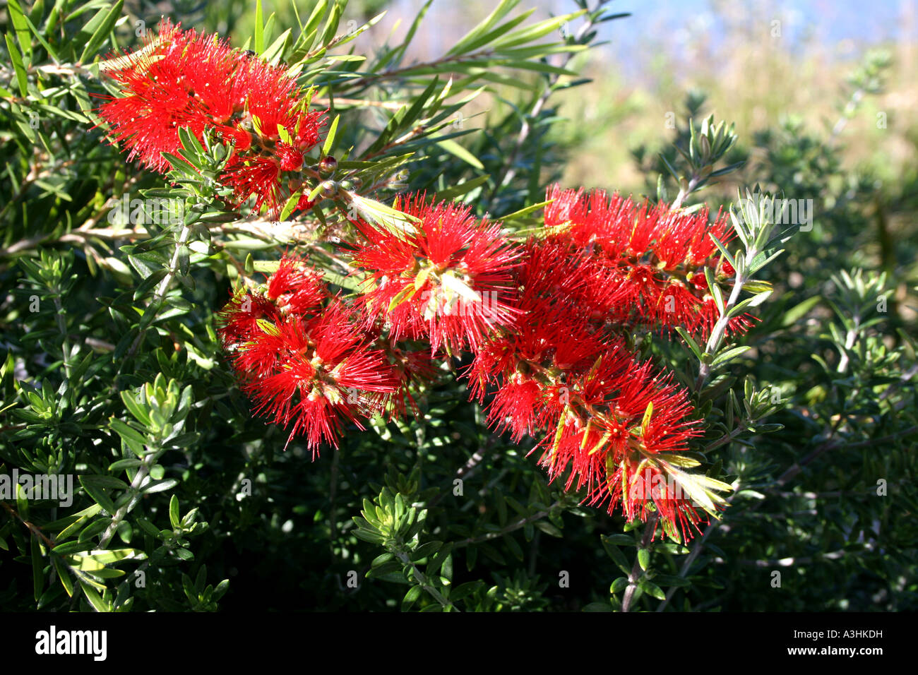 Ade 627 Australia,Bottlebrush"Robin Redbreast"(Melaleuca lateritia ...