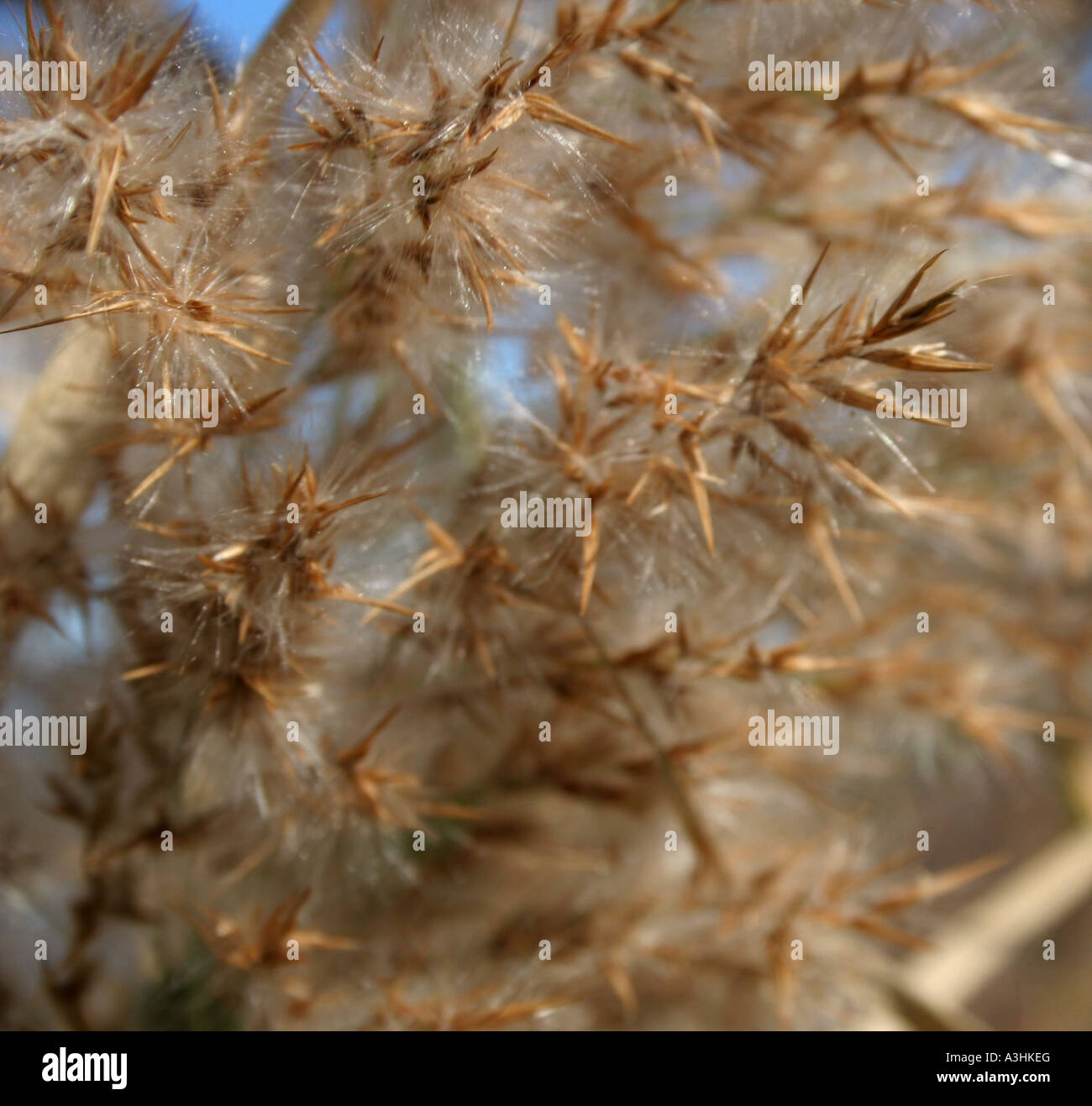 Ade 623 Australian Reed Grass (Phragmites australis Stock Photo - Alamy