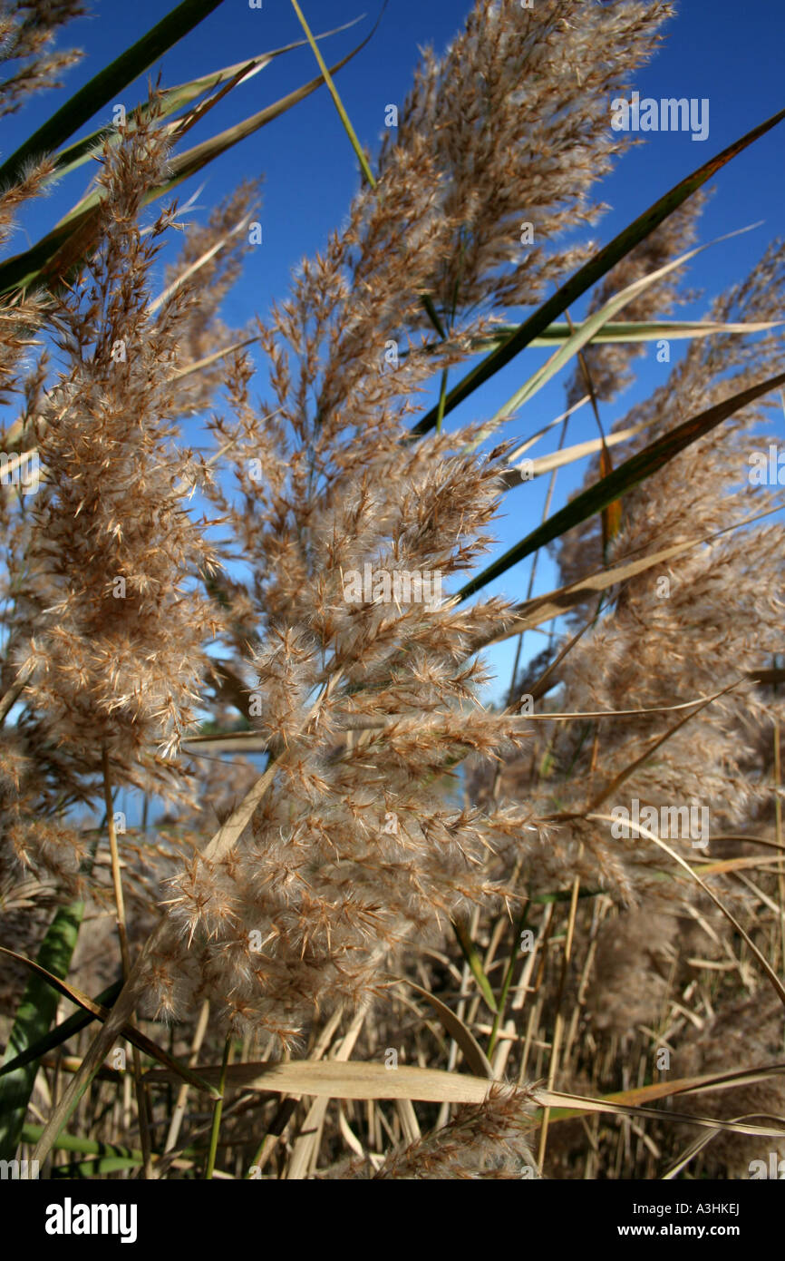 Ade 622 Australian Reed Grass (Phragmites australis Stock Photo - Alamy