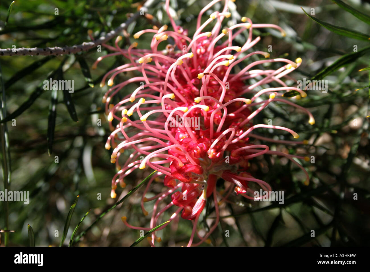 Ade 620 Australia,Red Spider Flower Grevillea punicea Stock Photo - Alamy