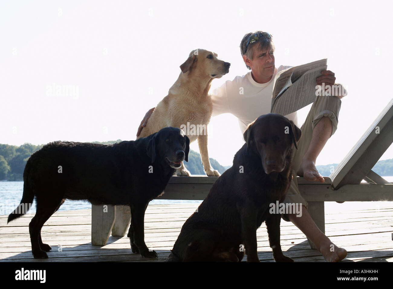 Three Year Old Labrador High Resolution Stock Photography and Images ...