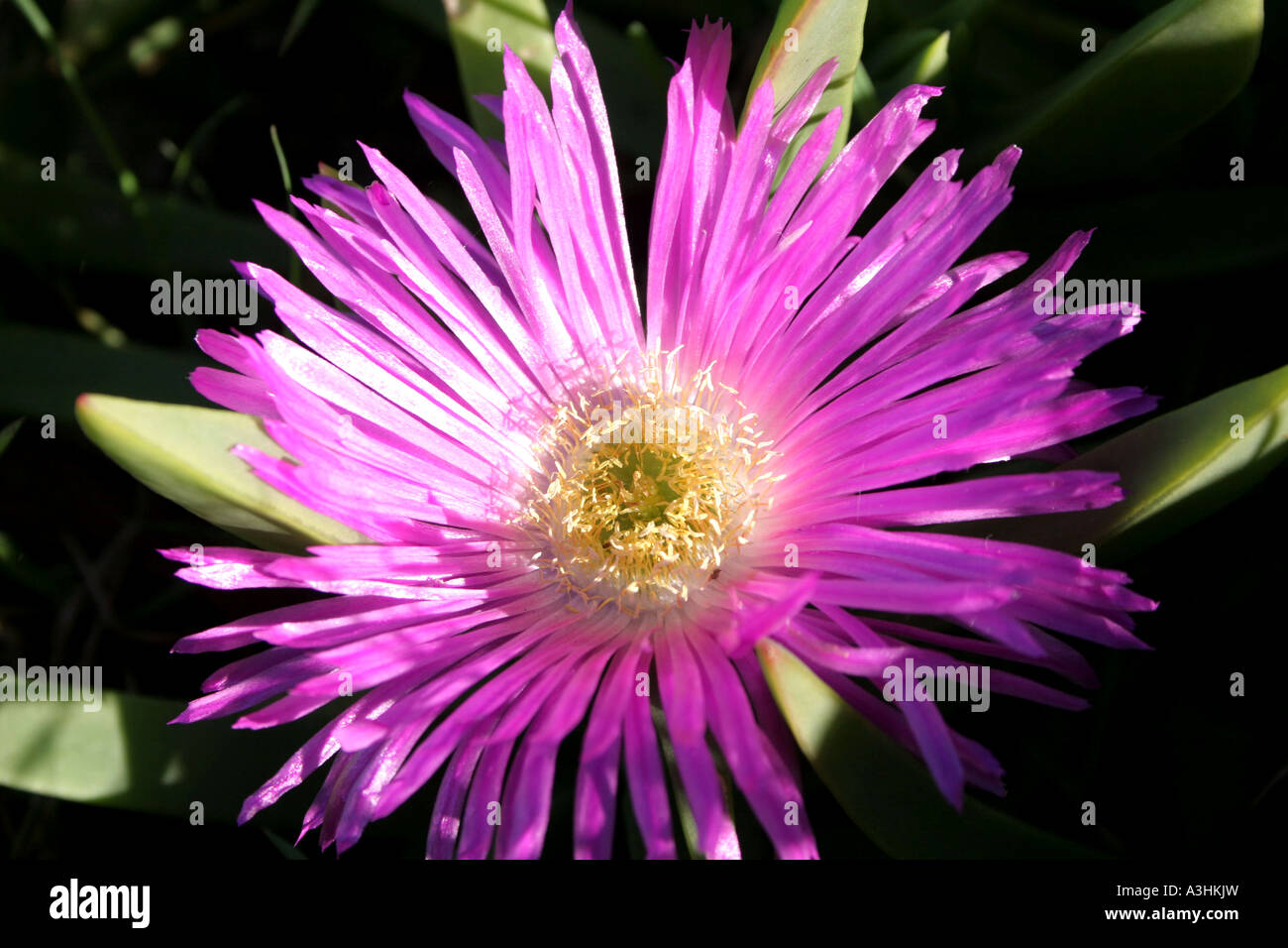 Ade 602 Australia,Angular Pigface (Carpobrotus glaucescens Stock Photo ...