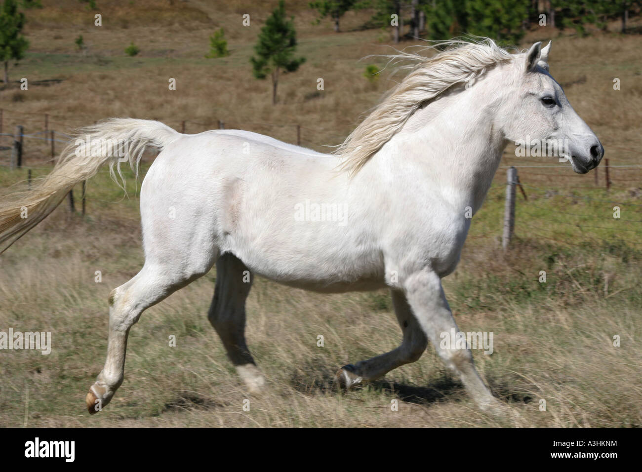 Ade 591 Arabion Stallion,action Stock Photo - Alamy
