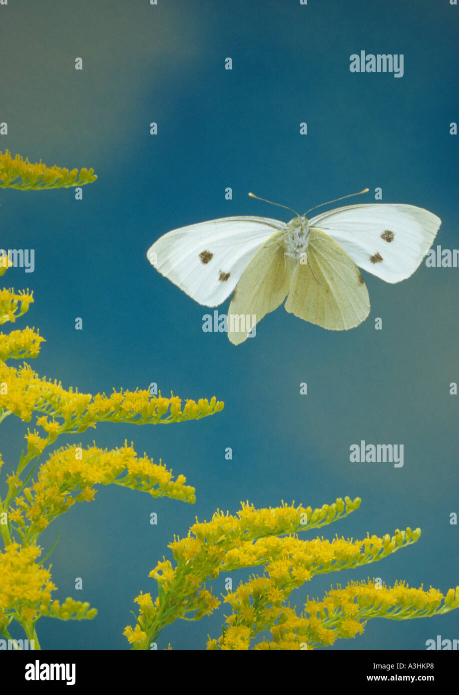 Large White Butterfly in Freeflight in the Uk Stock Photo - Alamy