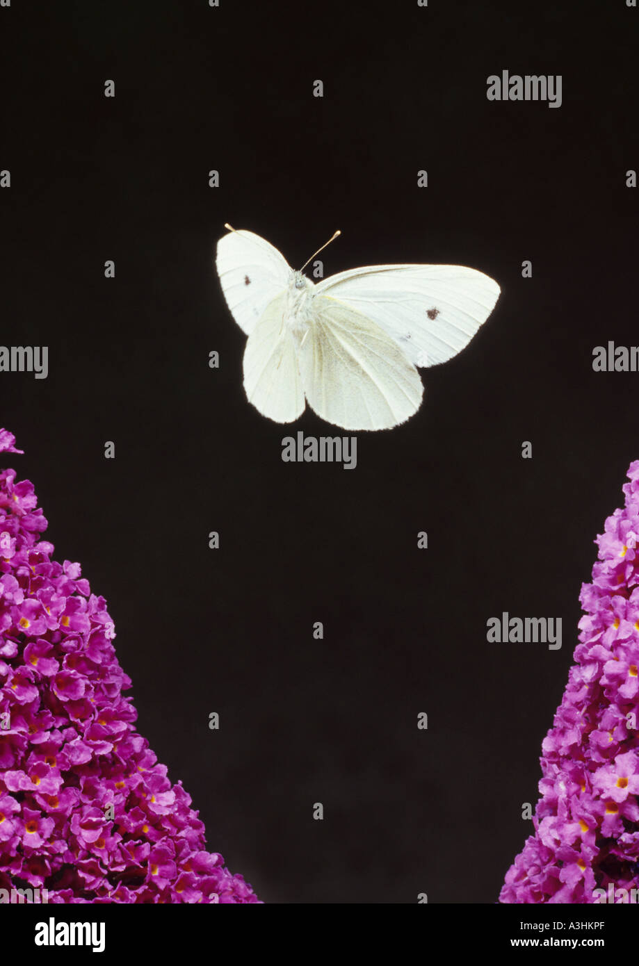 Large White Butterfly in Freeflight in the Uk Stock Photo - Alamy
