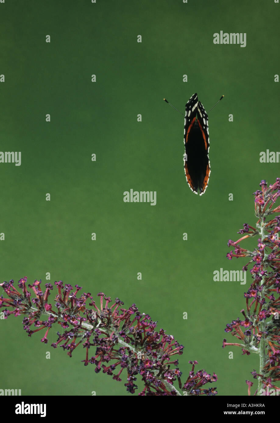 Red admiral butterfly flying hi-res stock photography and images - Alamy