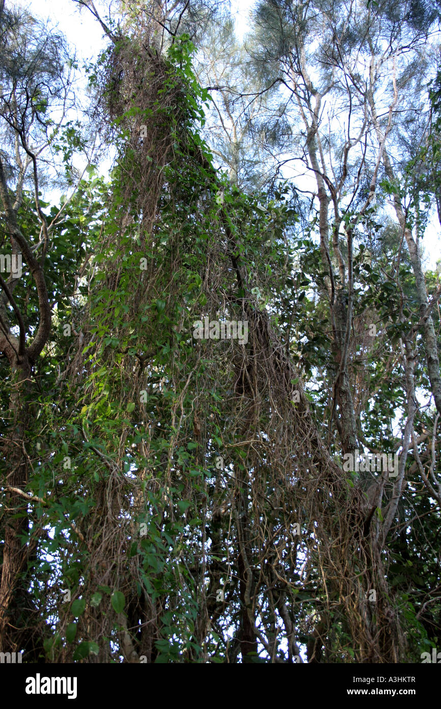 Ade 577 Parasitic climber Stock Photo - Alamy