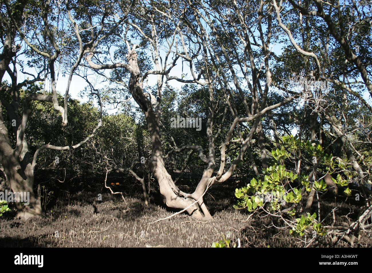 Ade 572 Australia,Queensland,Sunshine Coast,Golden Beach,Mangrove Swamp ...