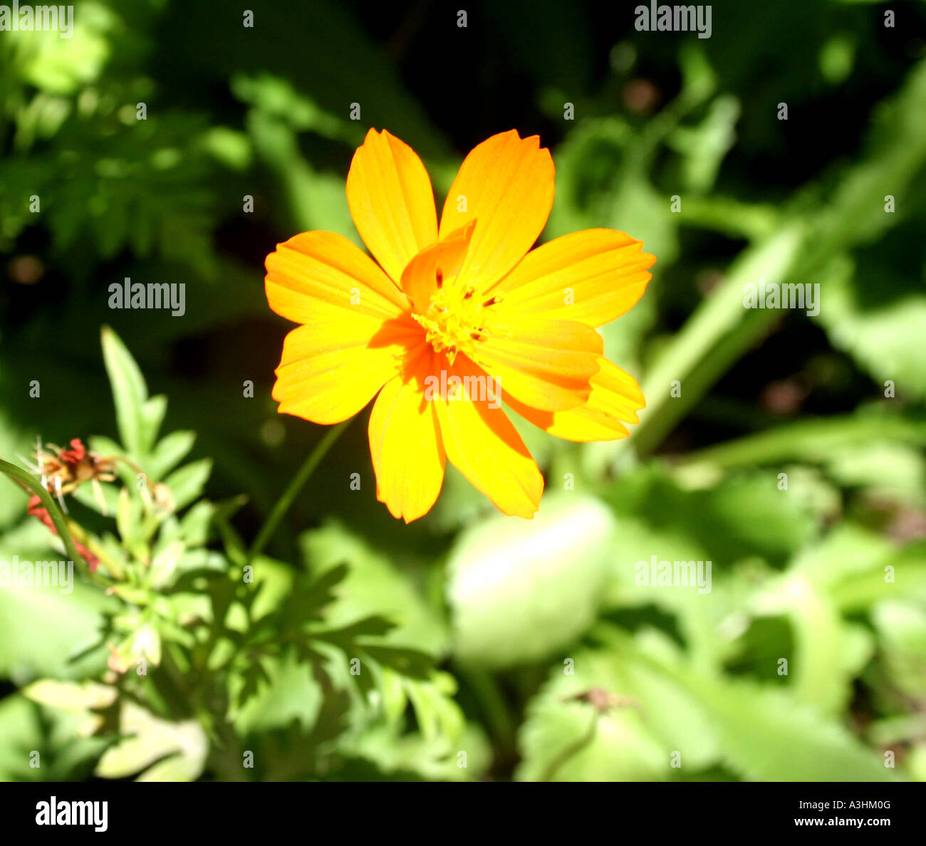 Ade 559 Mexico,Yellow Cosmos(Cosmos sulphureus Stock Photo - Alamy