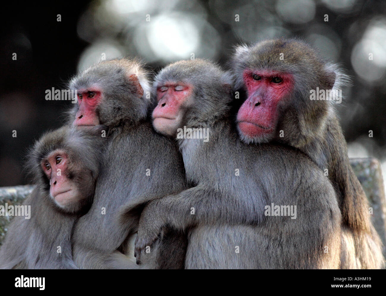 The apes hi-res stock photography and images - Alamy