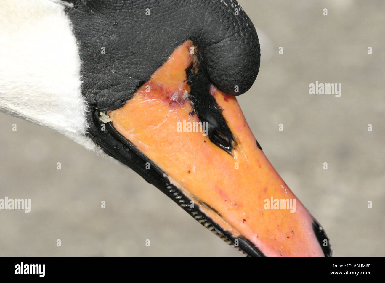 Bill of a Mute swan Stock Photo - Alamy