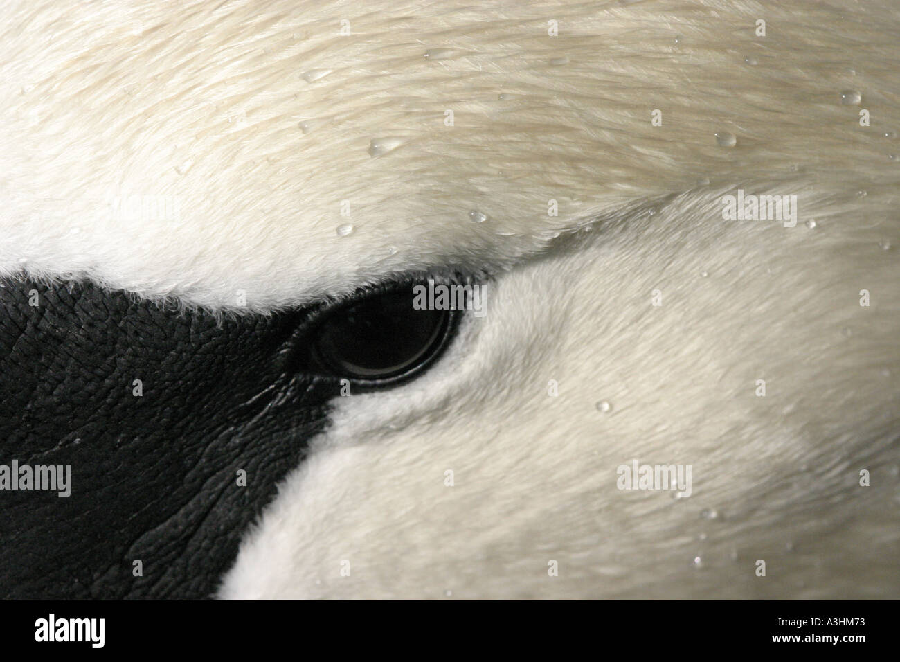 Swan nose hi-res stock photography and images - Alamy
