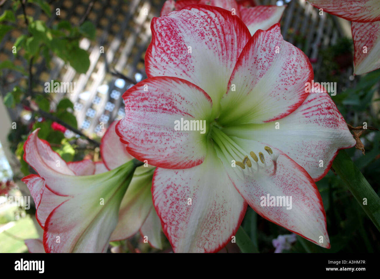 Ade 520 Barbados Lily(Hippeastrum Stock Photo - Alamy